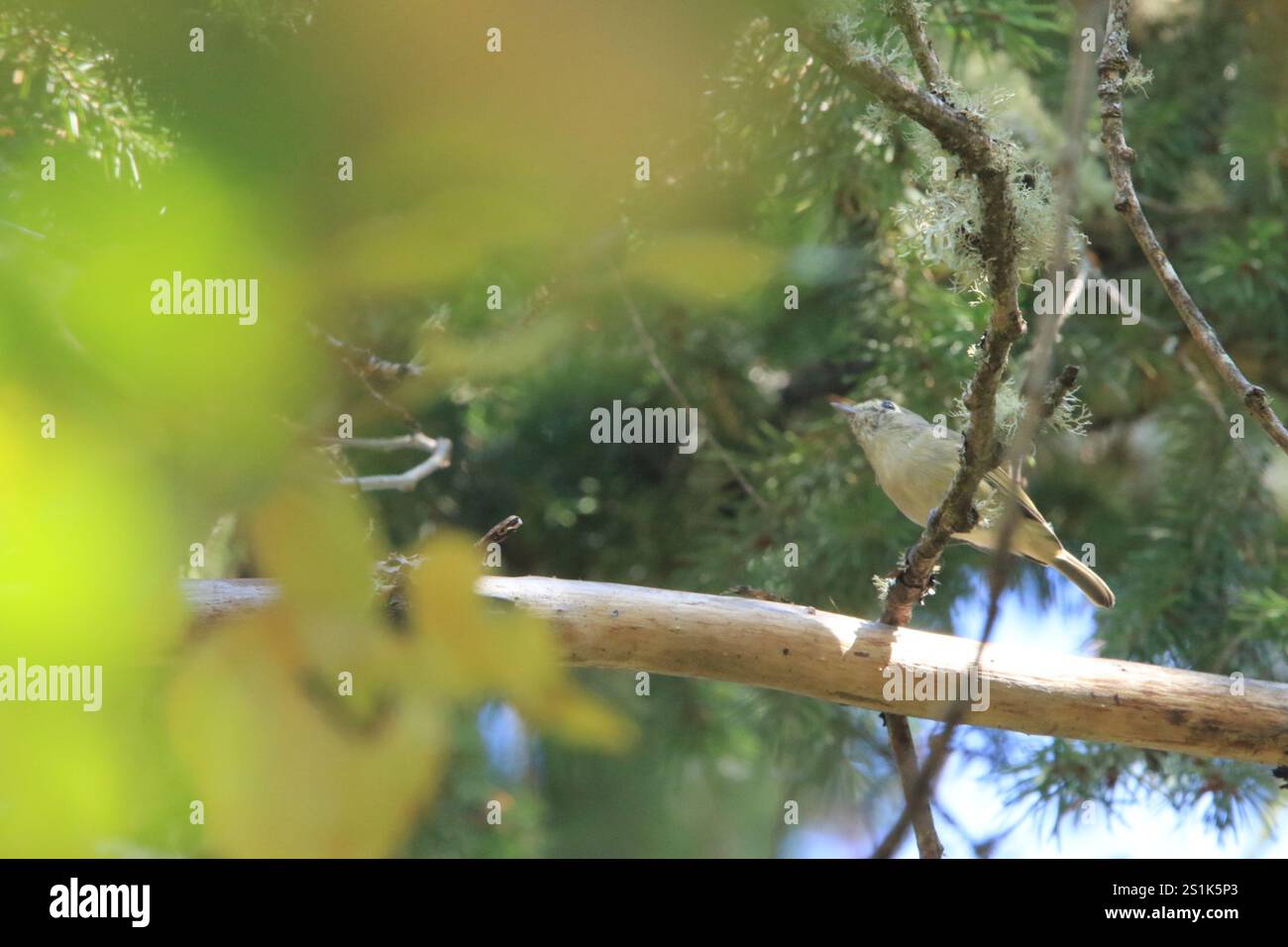 Hutton's Vireo (Vireo huttoni Stock Photo - Alamy