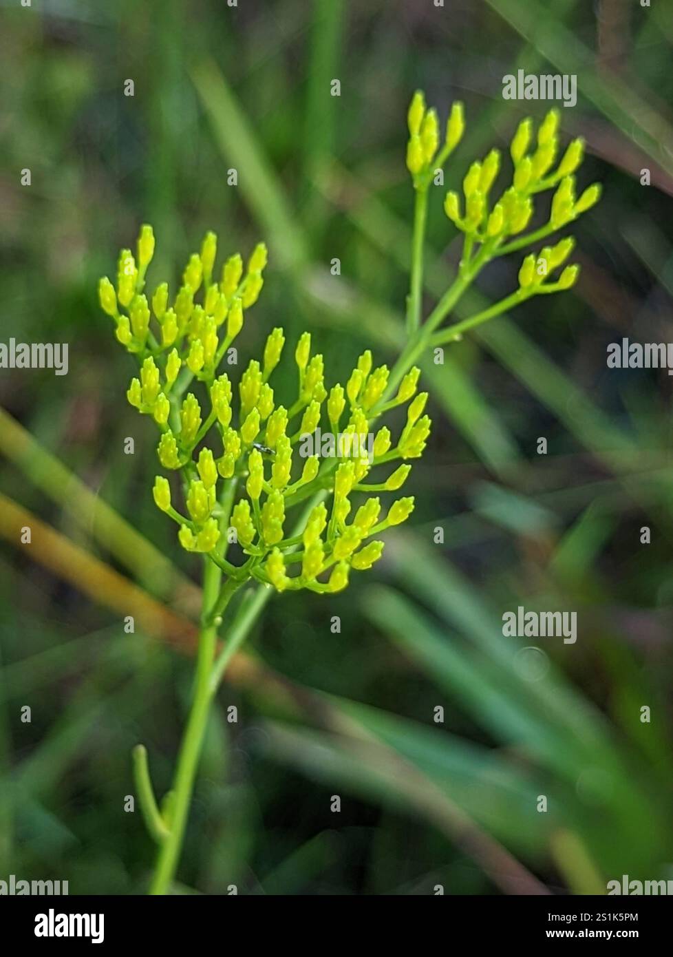 peninsular pineland rayless goldenrod (Bigelowia nudata australis Stock ...