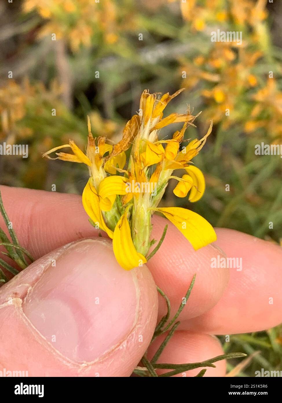 Bloomer's goldenbush (Ericameria bloomeri Stock Photo - Alamy