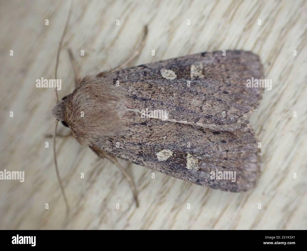 Square-spot Rustic (Xestia xanthographa Stock Photo - Alamy