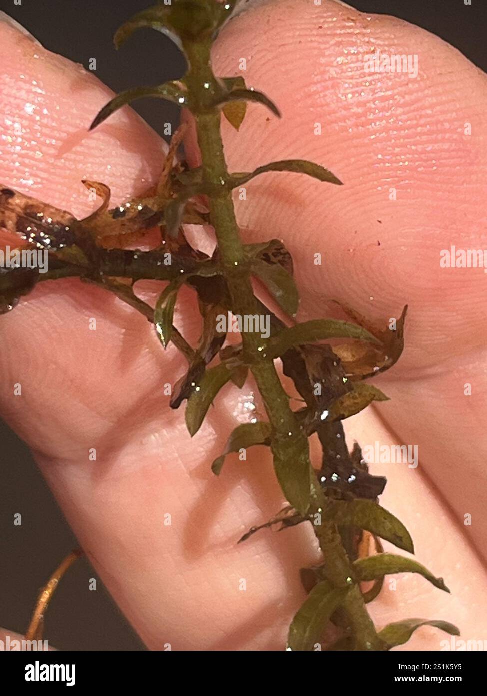 Canadian Waterweed (Elodea canadensis Stock Photo - Alamy