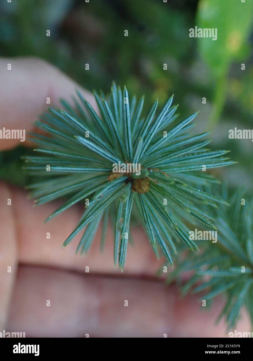 Sitka spruce (Picea sitchensis Stock Photo - Alamy