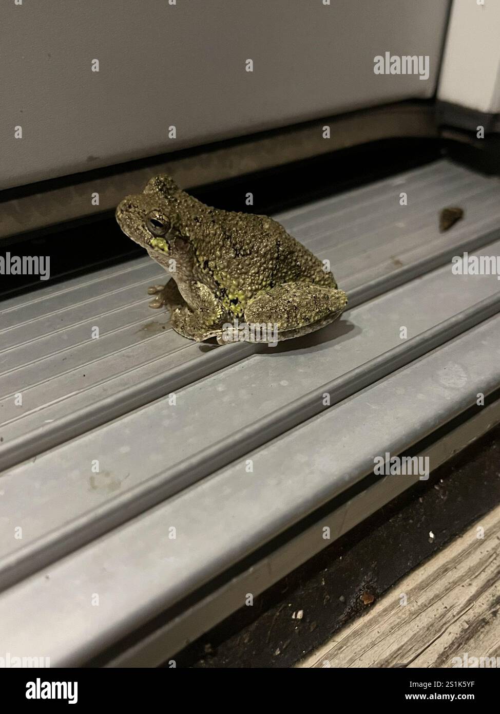 Cope's Gray Treefrog (Hyla chrysoscelis Stock Photo - Alamy