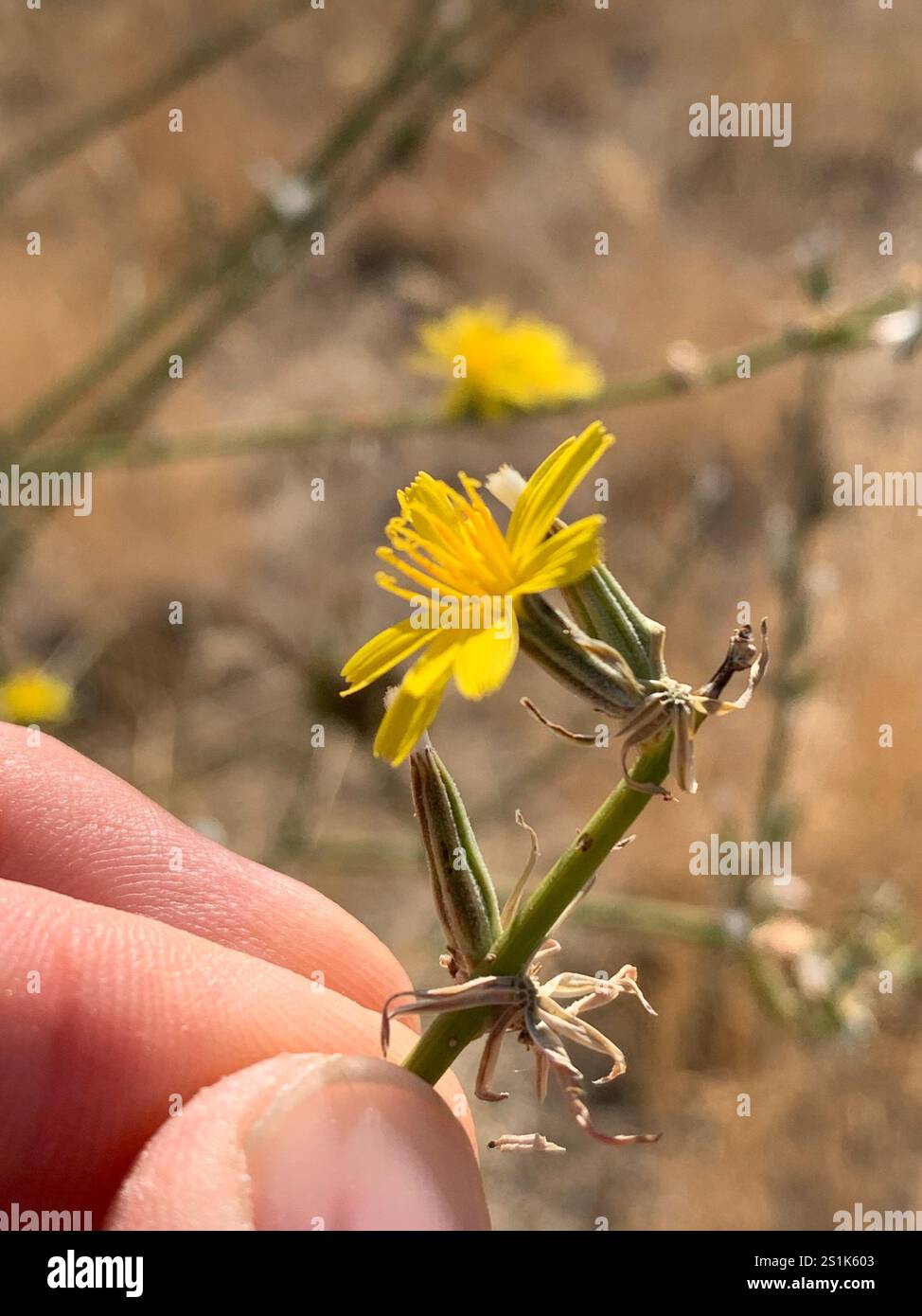 Rush Skeletonweed (Chondrilla juncea Stock Photo - Alamy