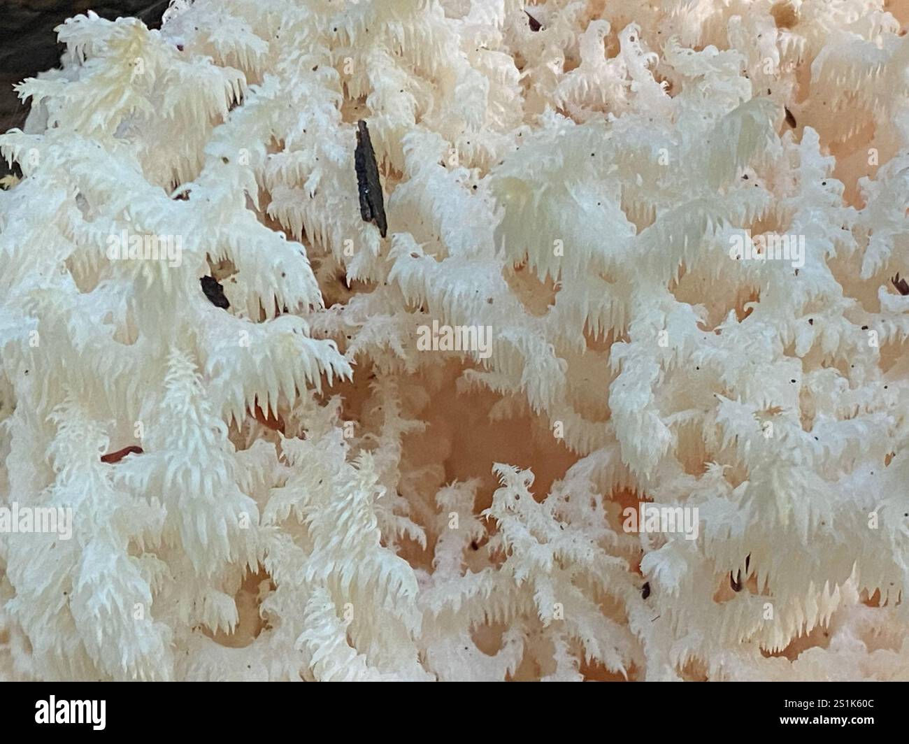 Coral tooth fungus (Hericium coralloides Stock Photo - Alamy