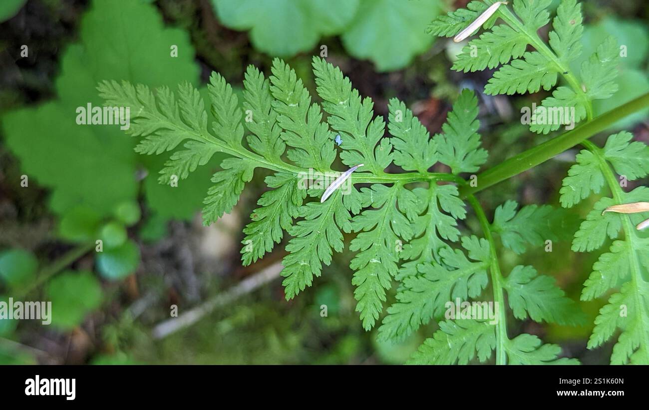 rattlesnake fern (Botrypus virginianus Stock Photo - Alamy