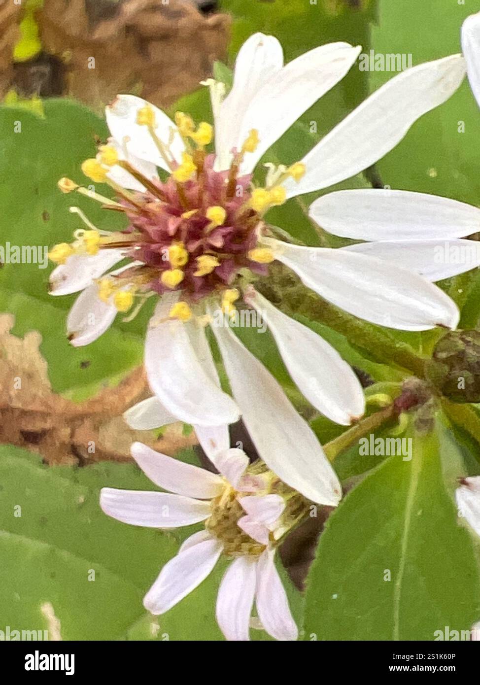large-leaved aster (Eurybia macrophylla Stock Photo - Alamy
