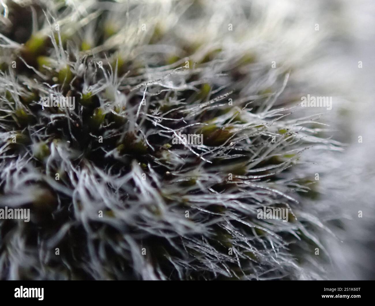 Steppe mouse-moss (Coscinodon calyptratus Stock Photo - Alamy