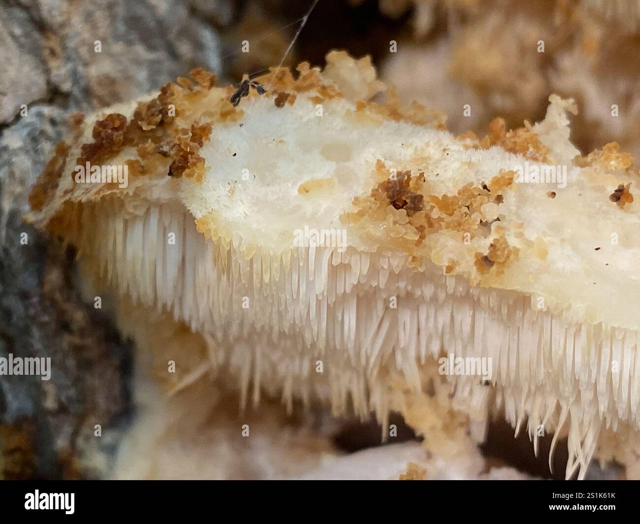 Northern Tooth (Climacodon septentrionalis Stock Photo - Alamy