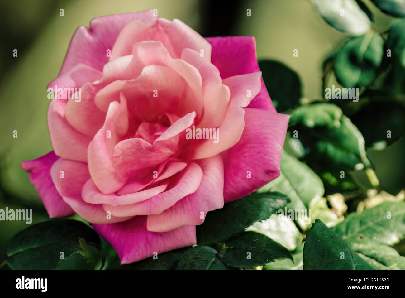 Close-up photography of a pink rose fully opened, captured in a garden ...