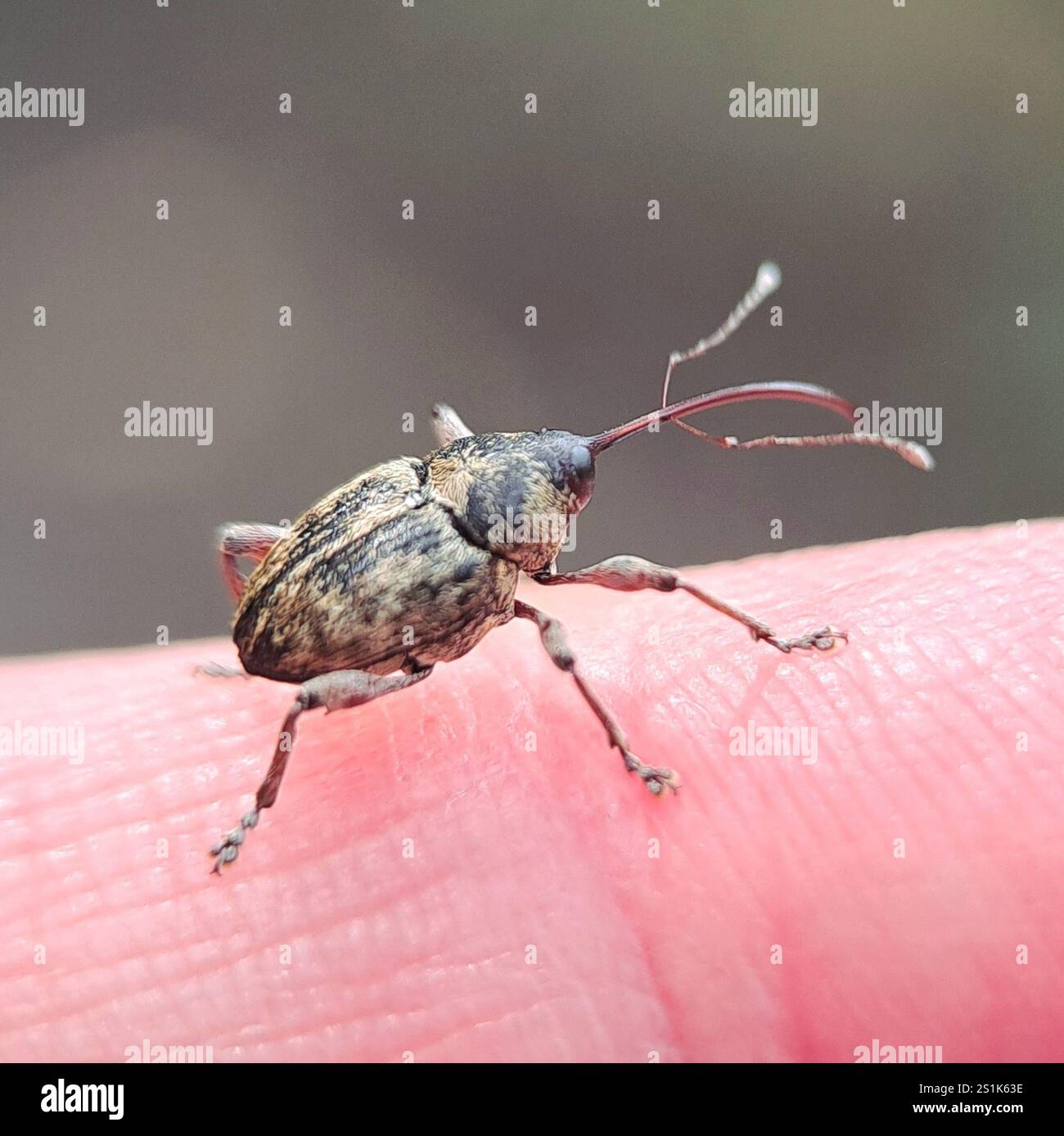 Nut Weevil (Curculio nucum Stock Photo - Alamy