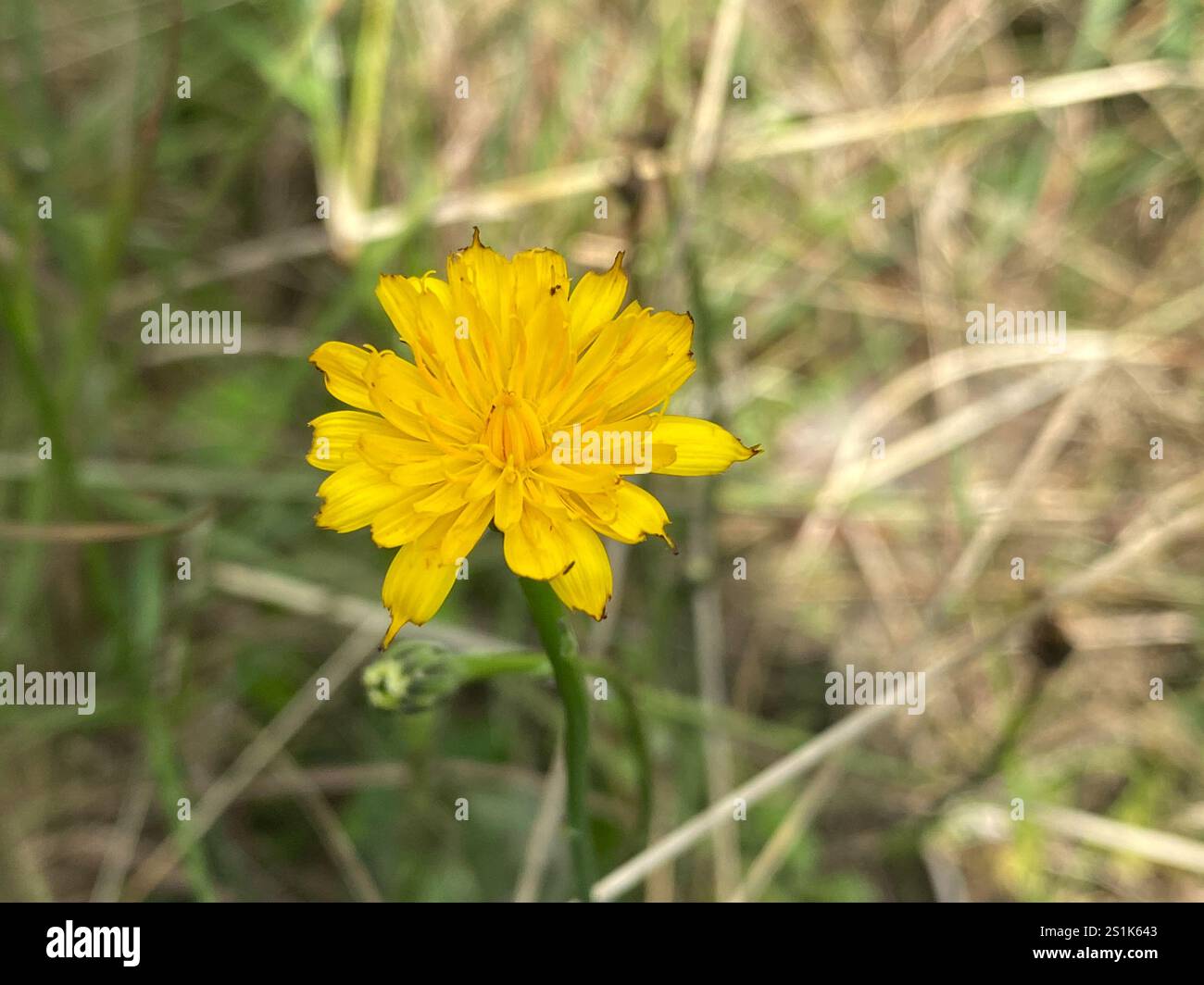 Common Cat's-ear (Hypochaeris radicata Stock Photo - Alamy