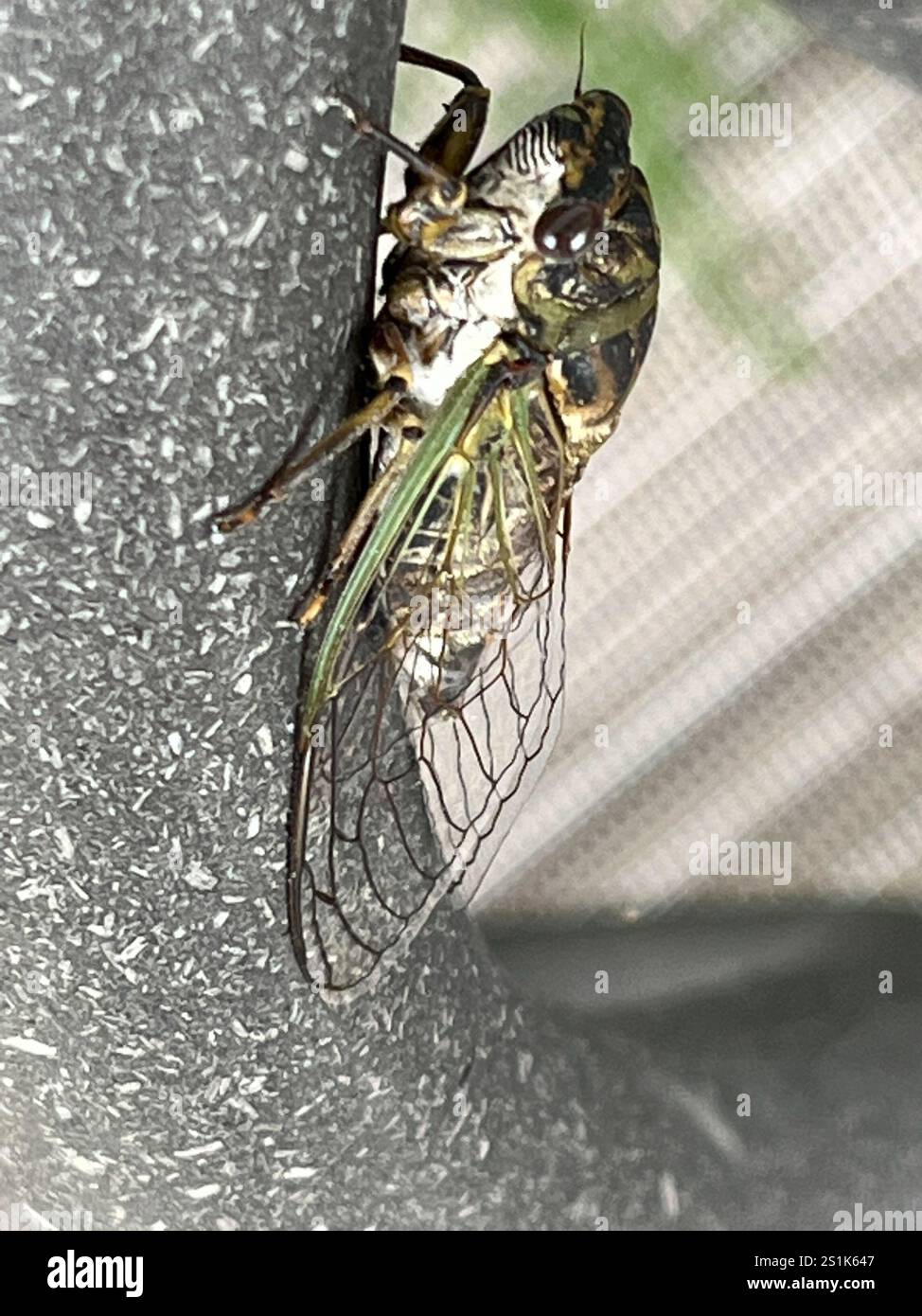 Northern Dog-day Cicada (Neotibicen canicularis Stock Photo - Alamy