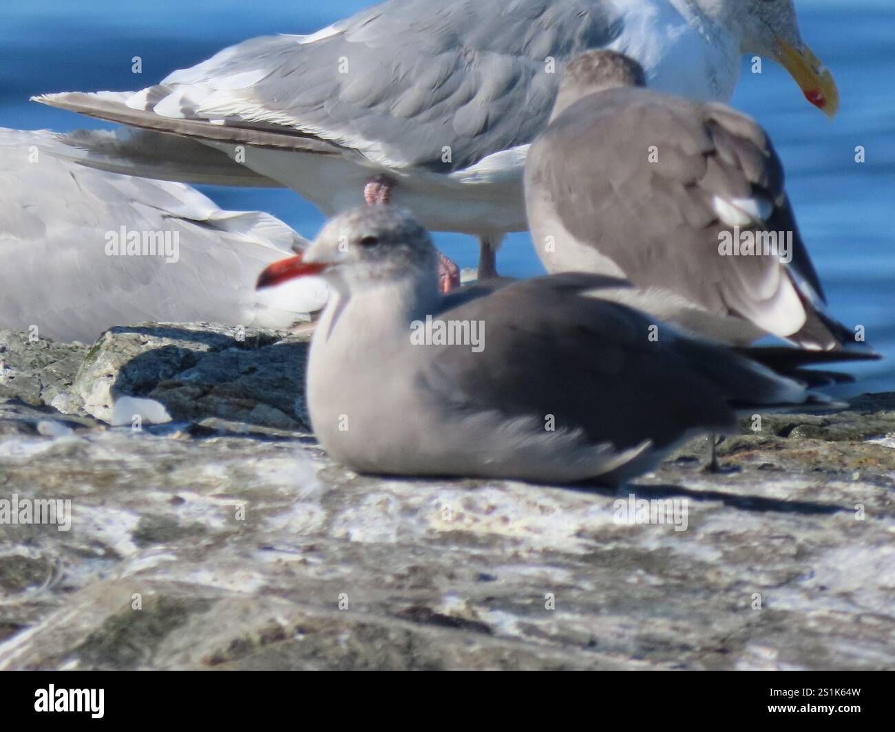 Heermann's Gull (Larus heermanni Stock Photo - Alamy