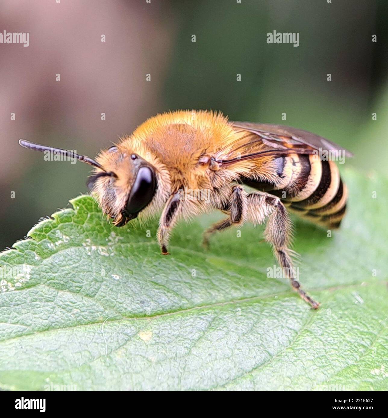 Ivy Cellophane Bee (Colletes hederae Stock Photo - Alamy