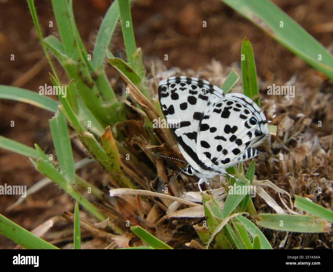 Hintza Blue (Zintha hintza hintza Stock Photo - Alamy