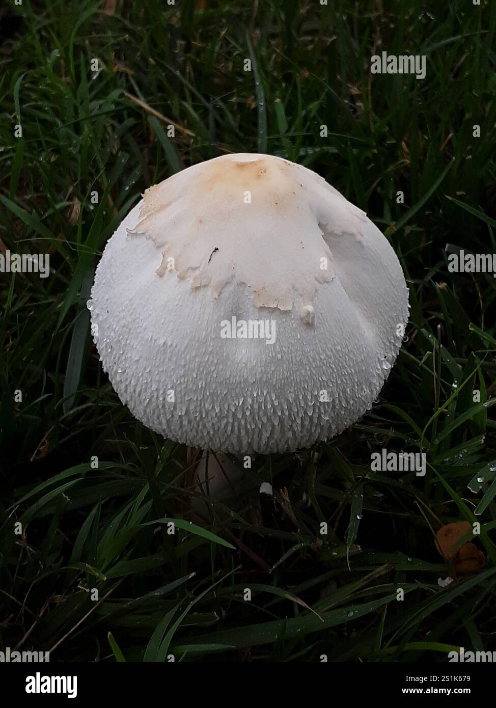 White Dapperling (Leucoagaricus leucothites Stock Photo - Alamy