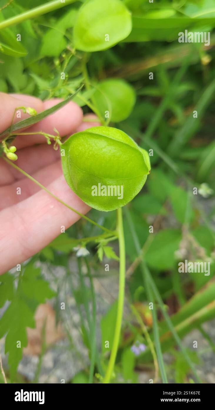 Lesser Balloon Vine (Cardiospermum halicacabum Stock Photo - Alamy