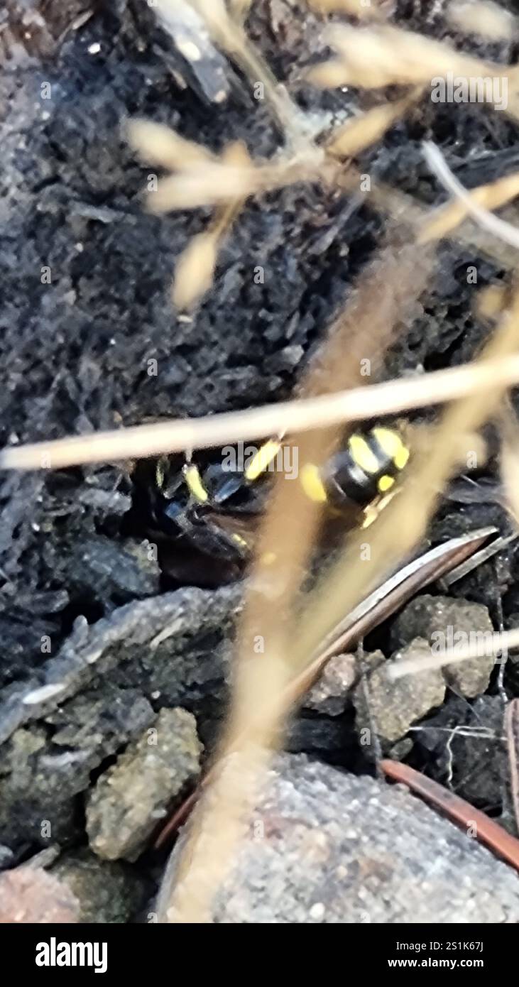 Square-headed Wasps, Sand Wasps, and Allies (Crabronidae Stock Photo ...