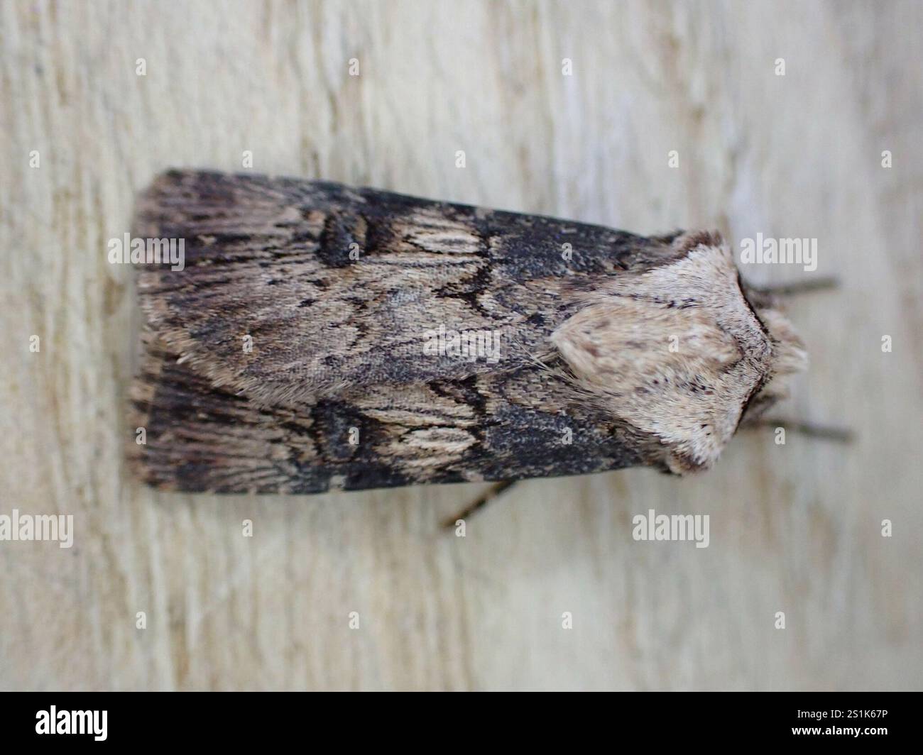 Shuttle-shaped Dart (Agrotis puta Stock Photo - Alamy