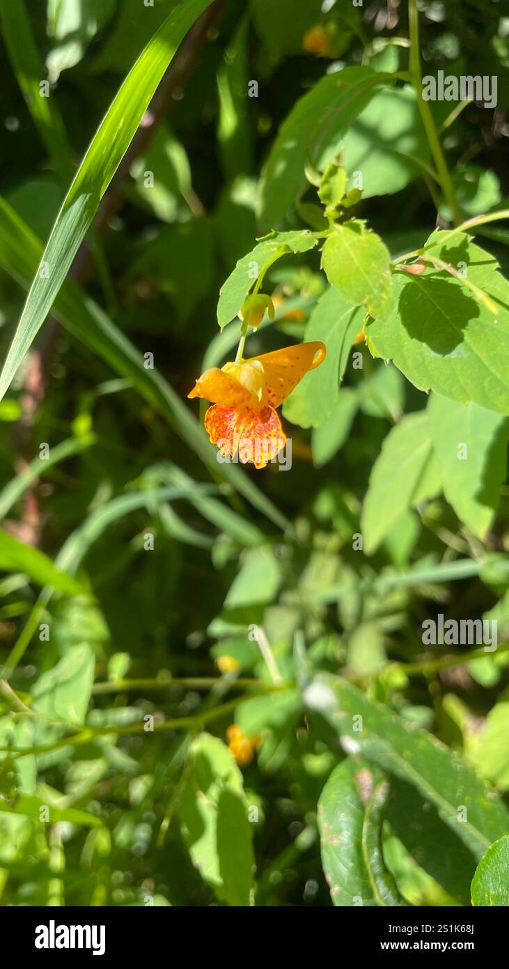 common jewelweed (Impatiens capensis Stock Photo - Alamy