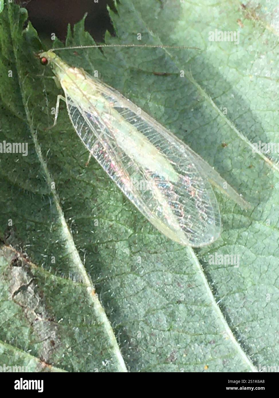 common green lacewings (Chrysoperla Stock Photo - Alamy