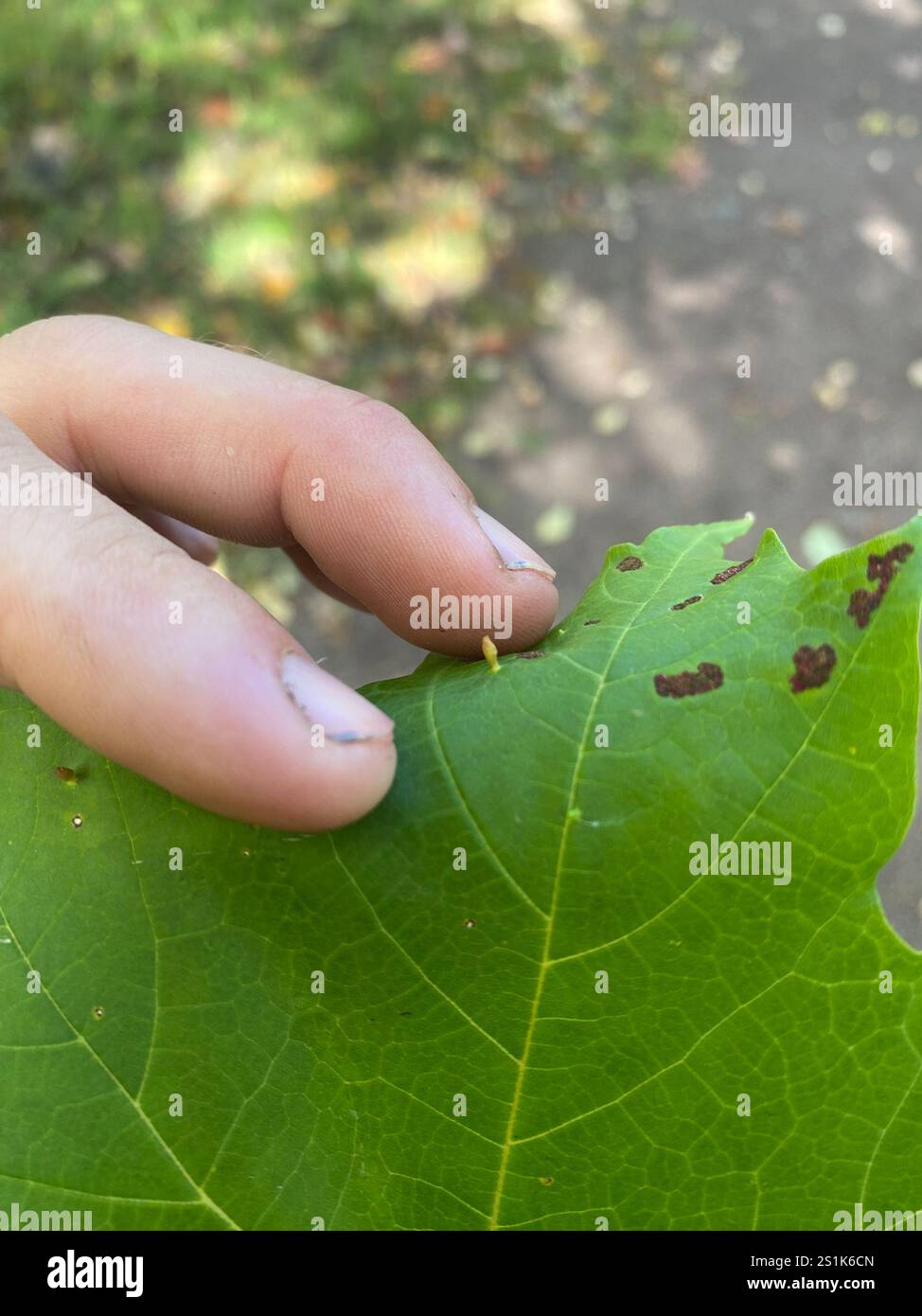 Maple Spindle Gall Mite (Vasates aceriscrumena Stock Photo - Alamy