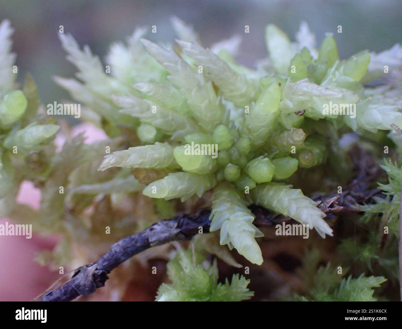 Papillose Peatmoss (Sphagnum papillosum Stock Photo - Alamy