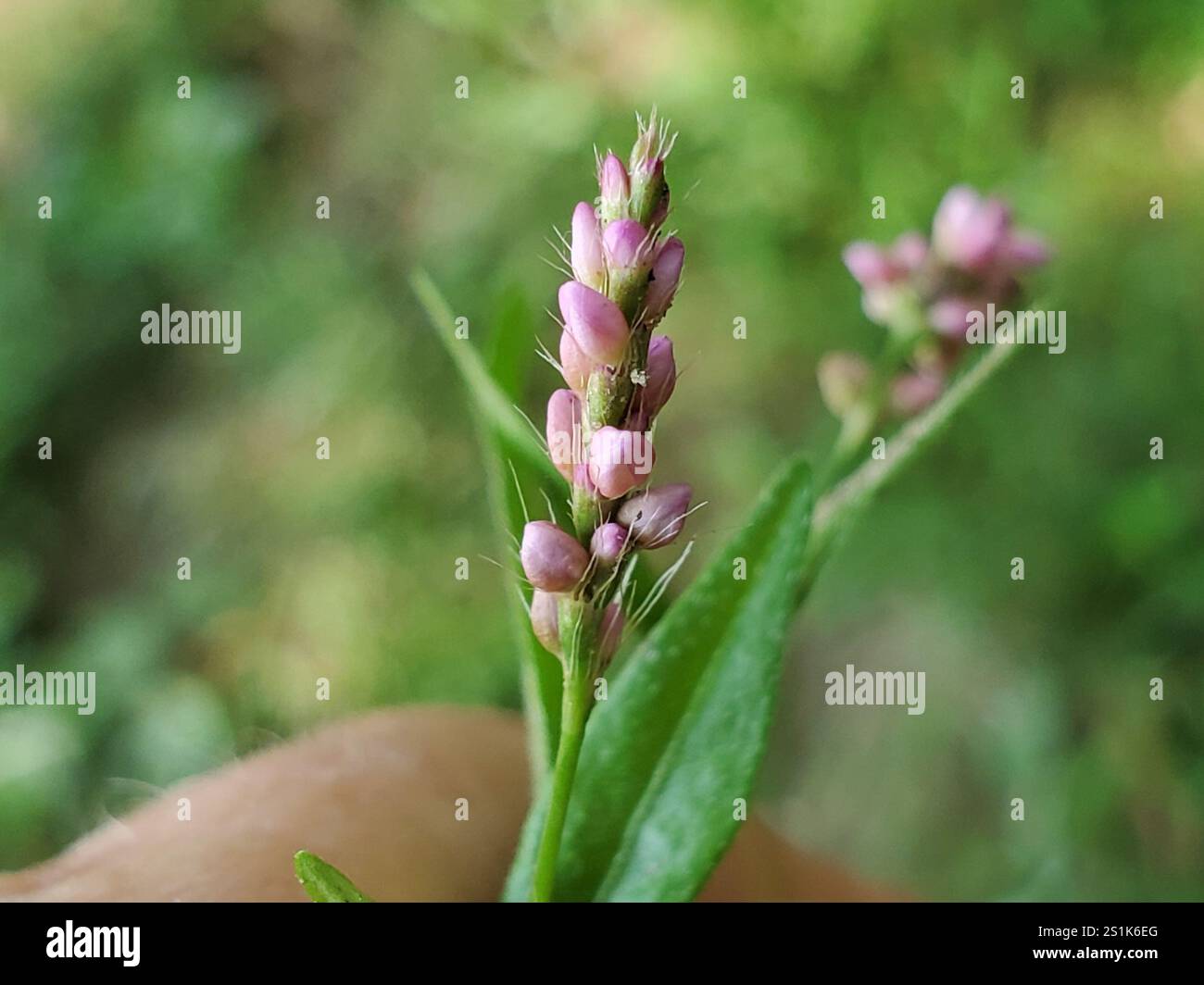 low smartweed (Persicaria longiseta Stock Photo - Alamy