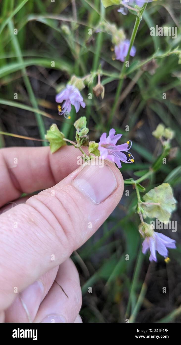 White Four o'Clock (Mirabilis albida Stock Photo - Alamy