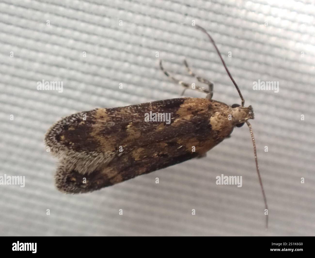 Black-smudged Chionodes Moth and Allies (Chionodes occidentella Stock ...