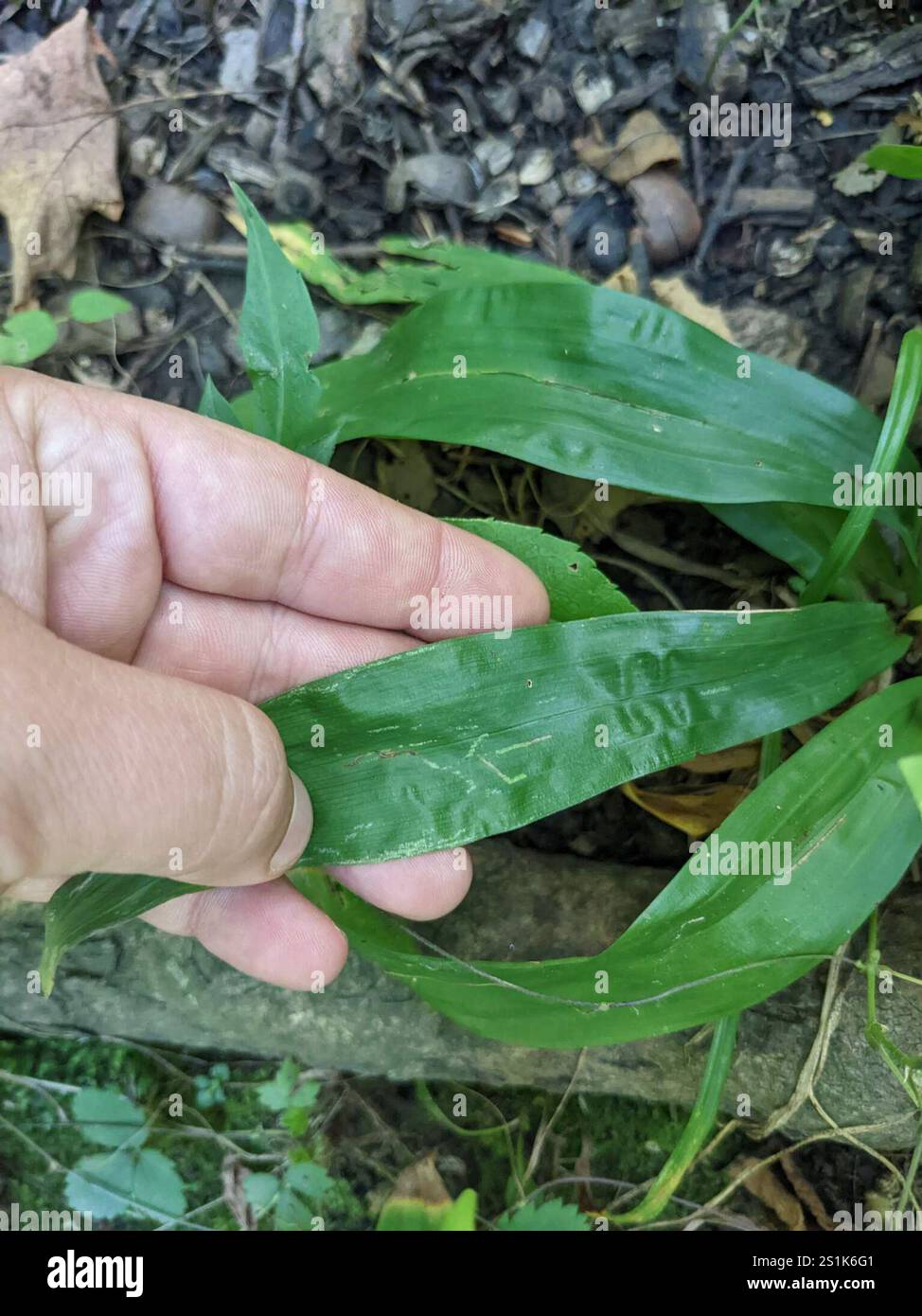 White Bear Sedge (Carex albursina Stock Photo - Alamy