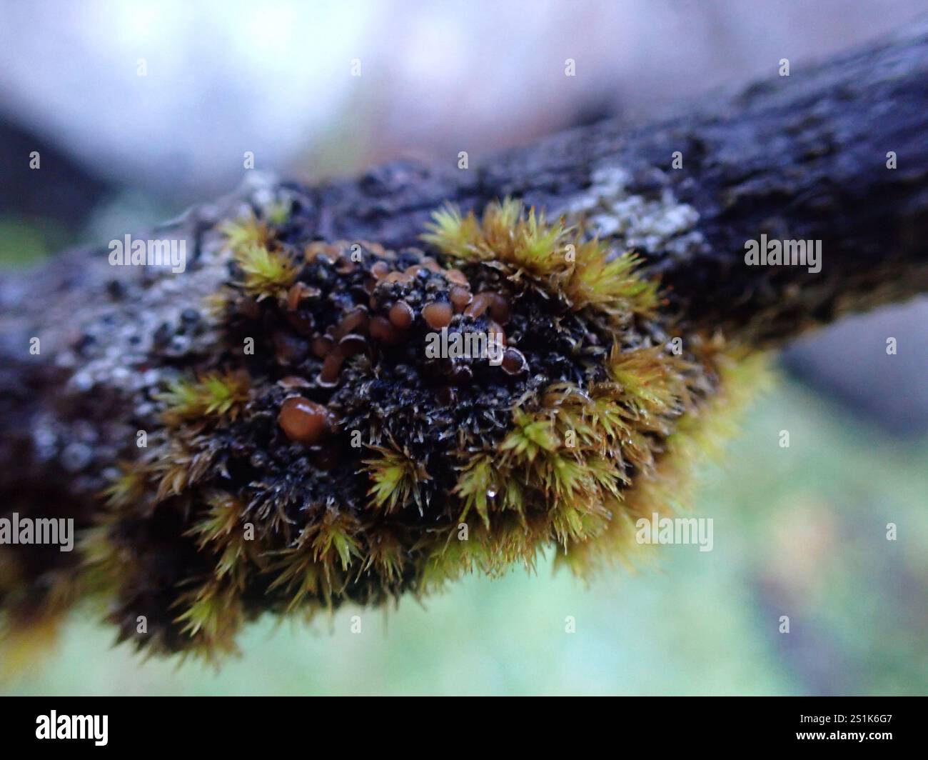 Brown-gray Moss-shingle Lichen (Protopannaria pezizoides Stock Photo ...