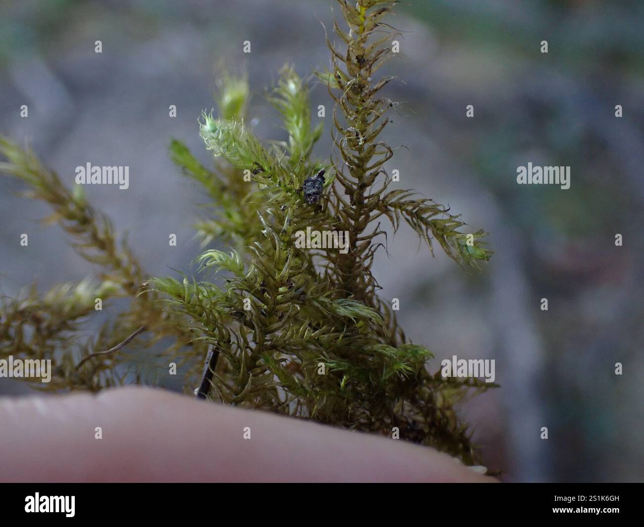 Kneiff's hook-moss (Drepanocladus aduncus Stock Photo - Alamy