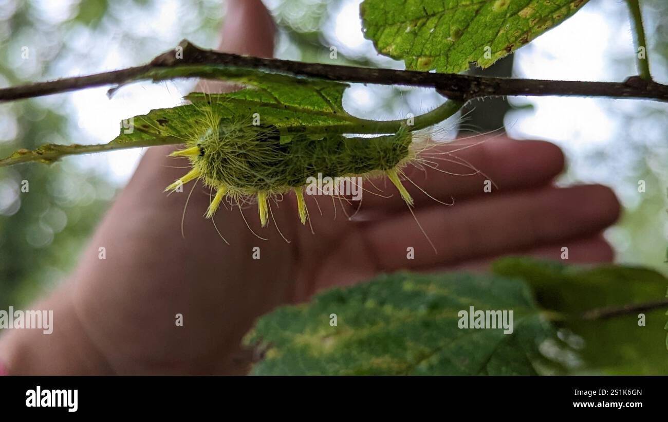 Hackberry Dagger (Acronicta rubricoma Stock Photo - Alamy