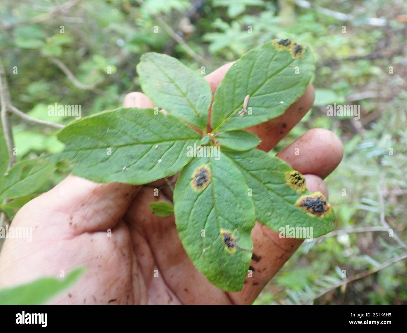 mock azalea (Rhododendron menziesii Stock Photo - Alamy