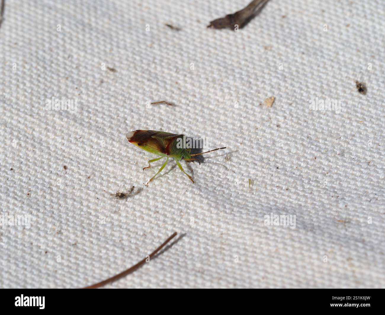 Red-cross Shield Bug (Elasmostethus cruciatus Stock Photo - Alamy