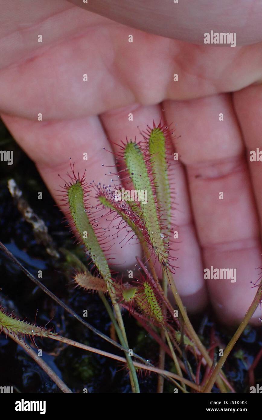 Great Sundew (Drosera anglica Stock Photo - Alamy