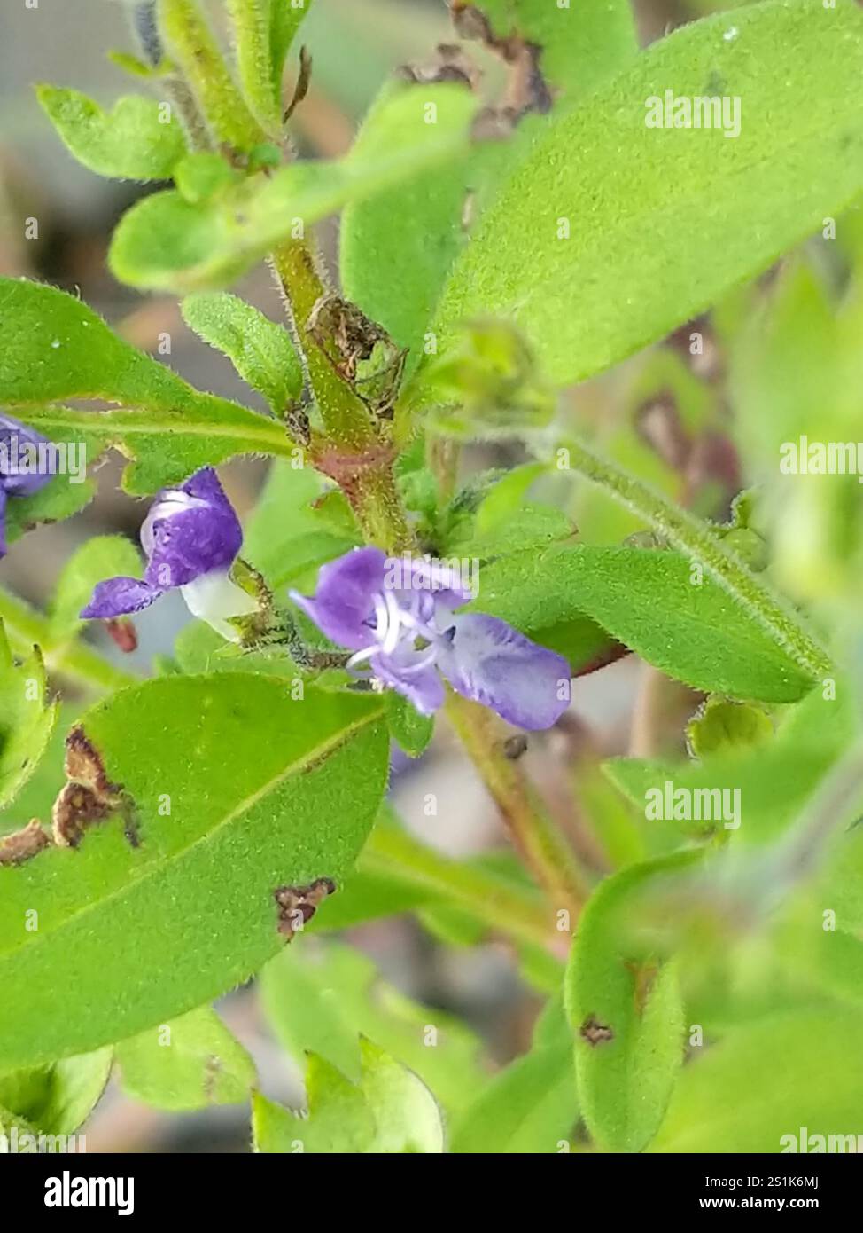 Blue Curls (Trichostema dichotomum Stock Photo - Alamy
