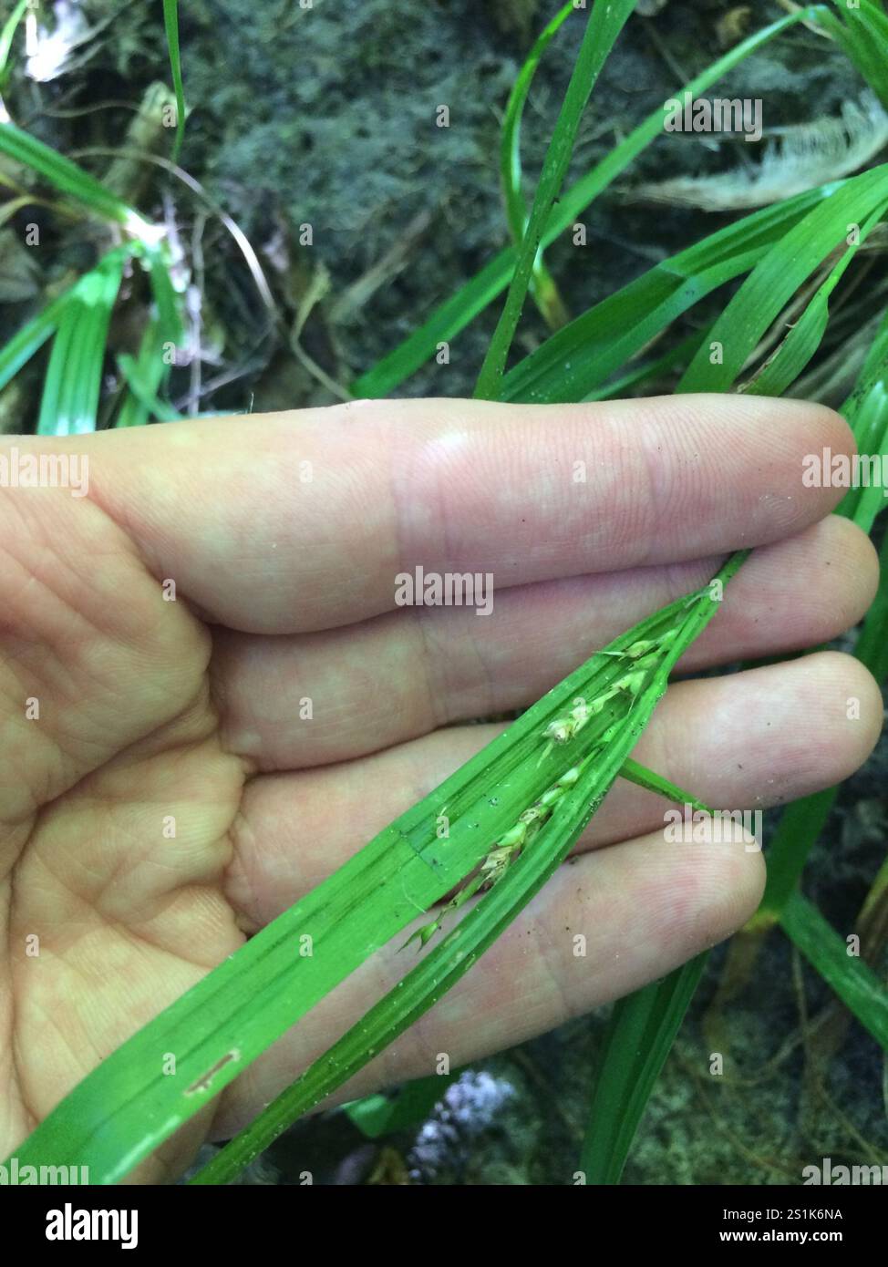 Carex sect. Paniceae (Paniceae Stock Photo - Alamy