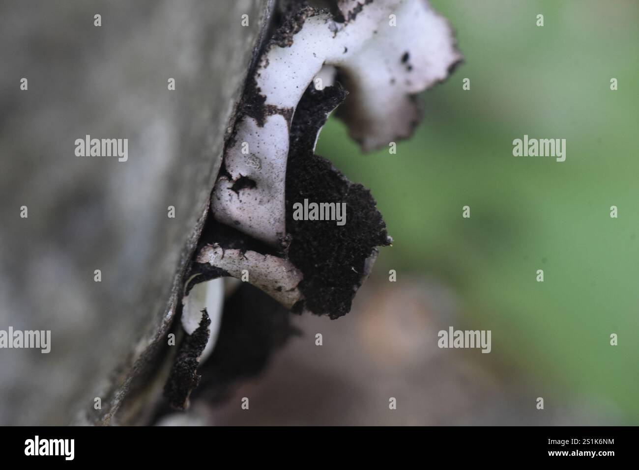 Frosted Rock Tripe (Umbilicaria americana Stock Photo - Alamy