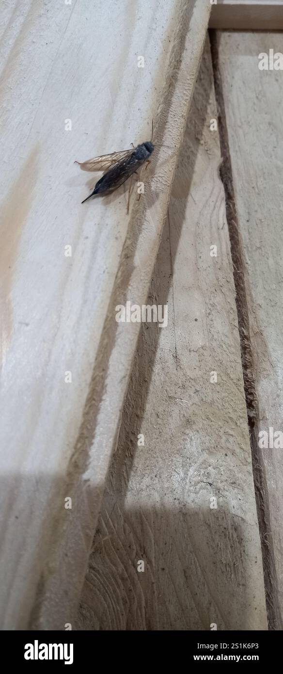 Steely-blue Woodwasp (Sirex juvencus Stock Photo - Alamy