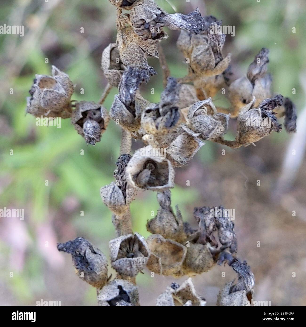 southern coastal bushmallow (Malacothamnus fasciculatus Stock Photo - Alamy