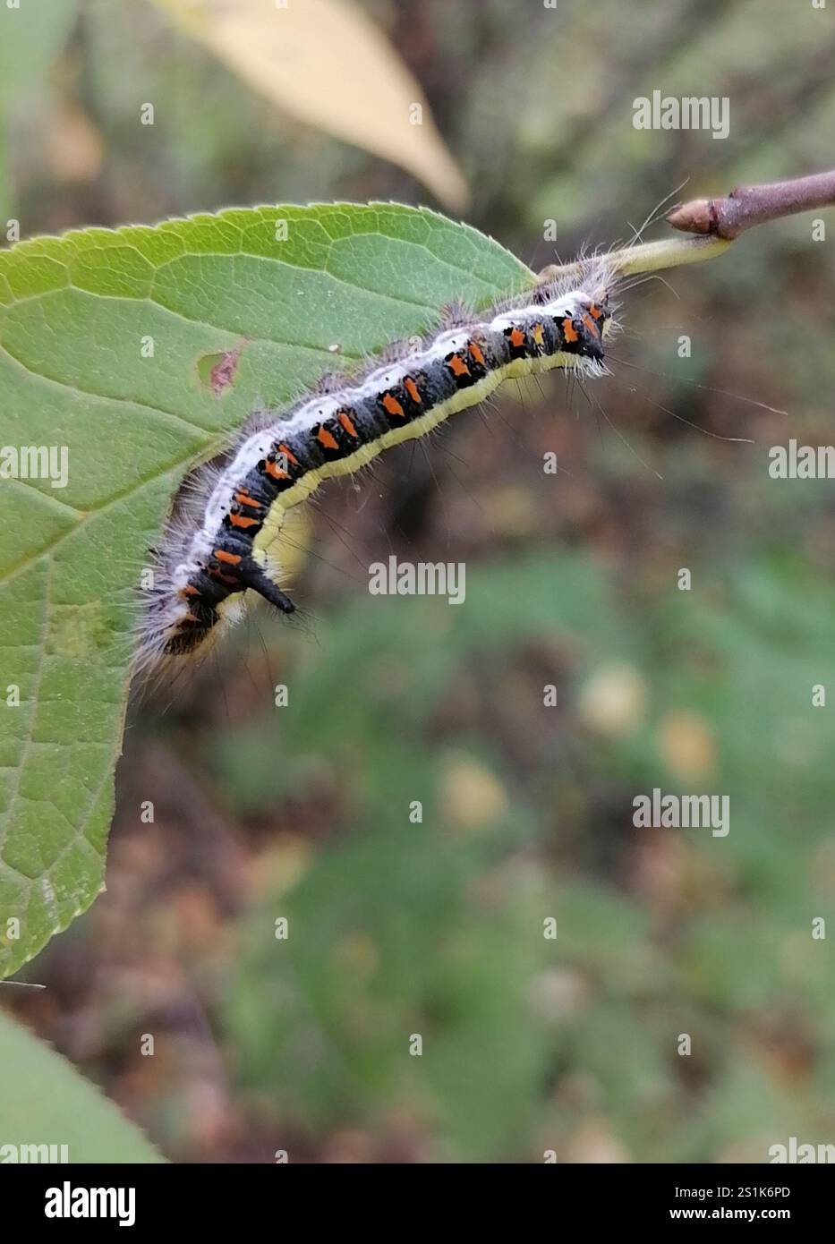 Grey Dagger (Acronicta psi Stock Photo - Alamy