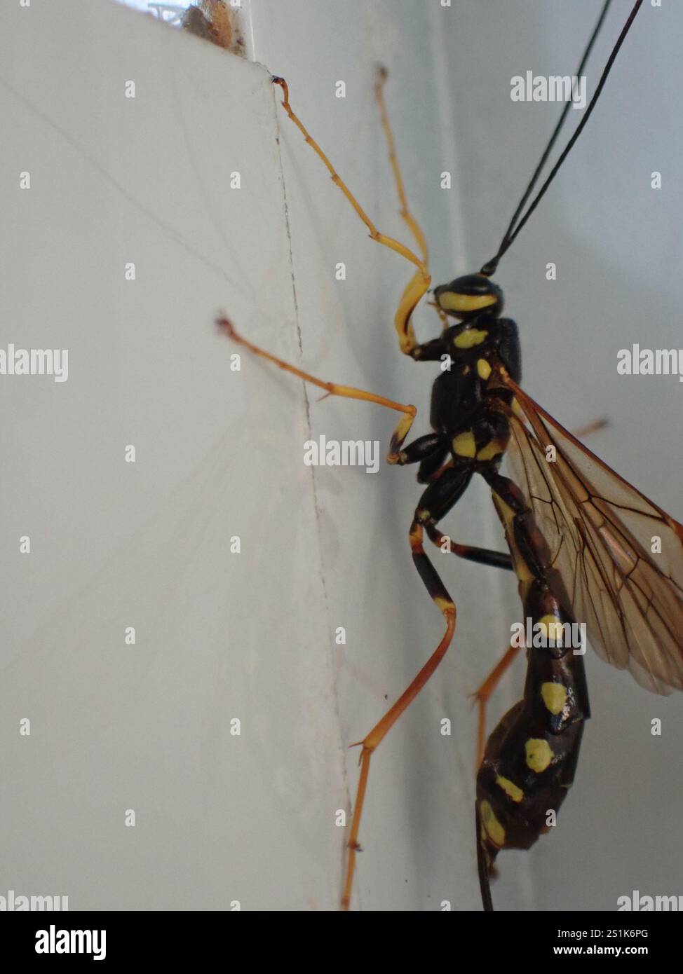 Norton's Giant Ichneumonid Wasp (Megarhyssa nortoni Stock Photo - Alamy