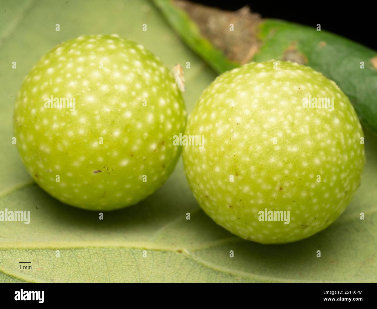 Cherry Gall Wasp (Cynips quercusfolii Stock Photo - Alamy