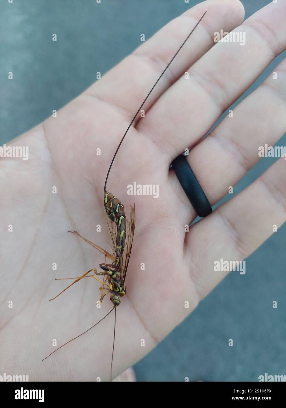 Long-tailed Giant Ichneumonid Wasp (Megarhyssa macrurus Stock Photo - Alamy