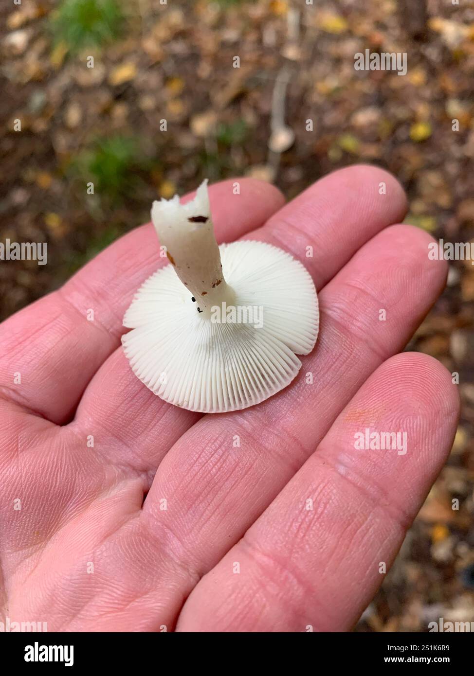 Fragile Brittlegill (Russula fragilis Stock Photo - Alamy