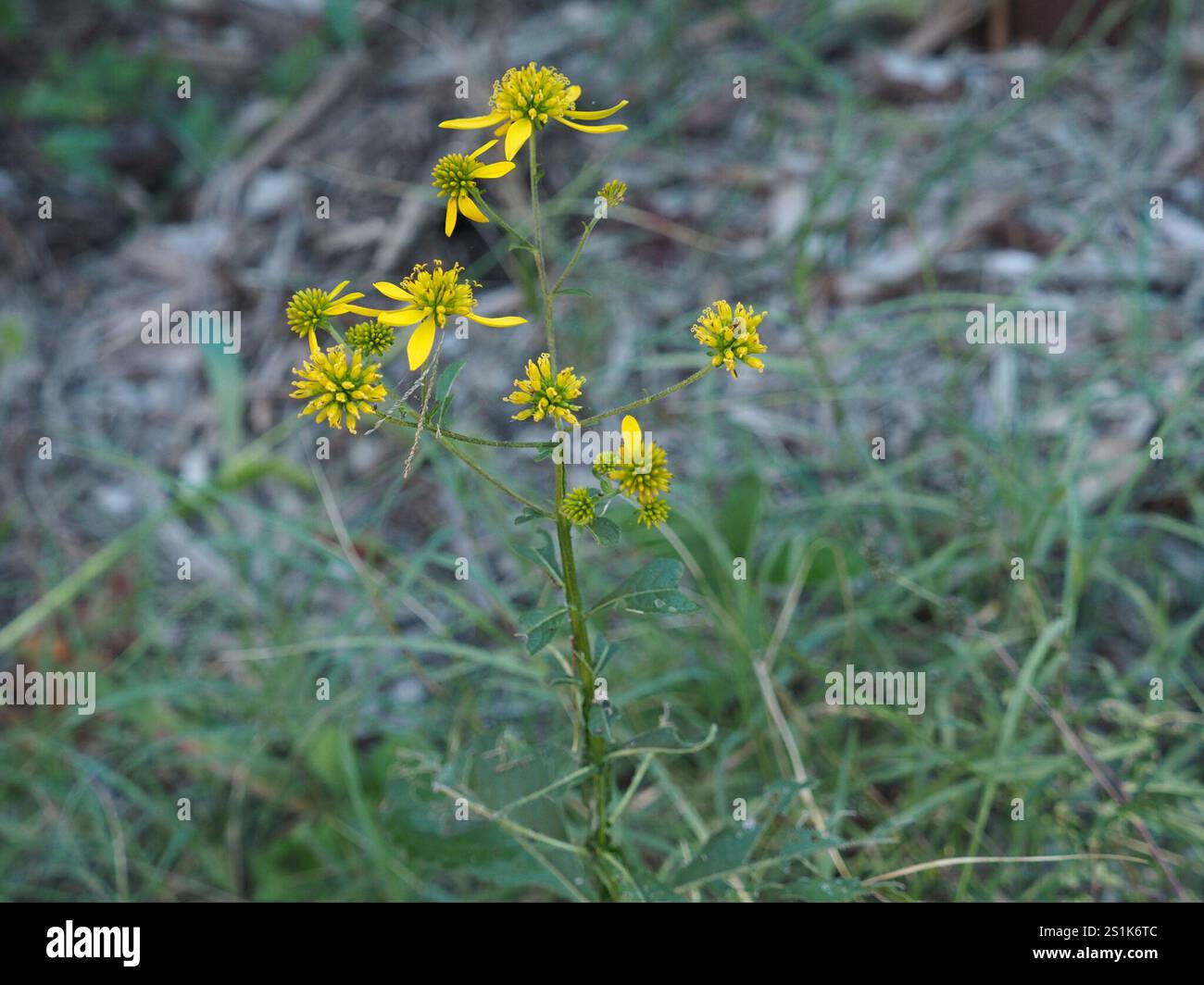 Wingstem (Verbesina alternifolia Stock Photo - Alamy
