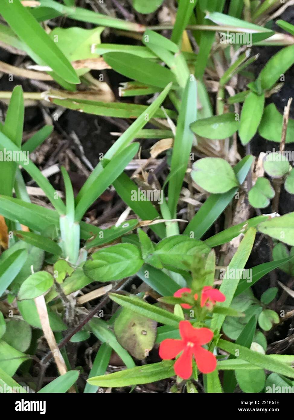 Witchweed (Striga asiatica Stock Photo - Alamy